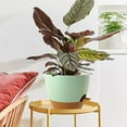 Lopxenu Plant Pots 7/6.5/6/5.5/5 Inch Self Watering Pots, Set of 5 ...