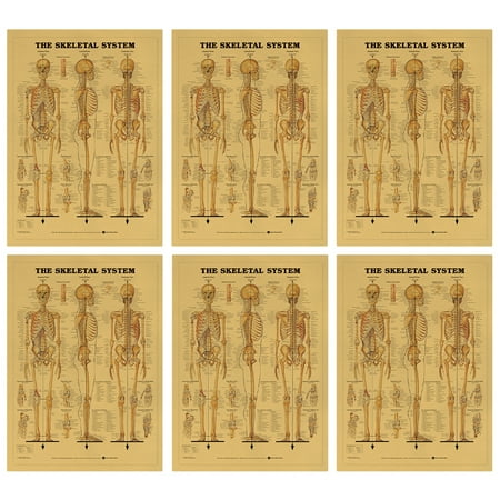 6PCS Learning Skeletal System Poster Set Party Decor Human Skeleton ...