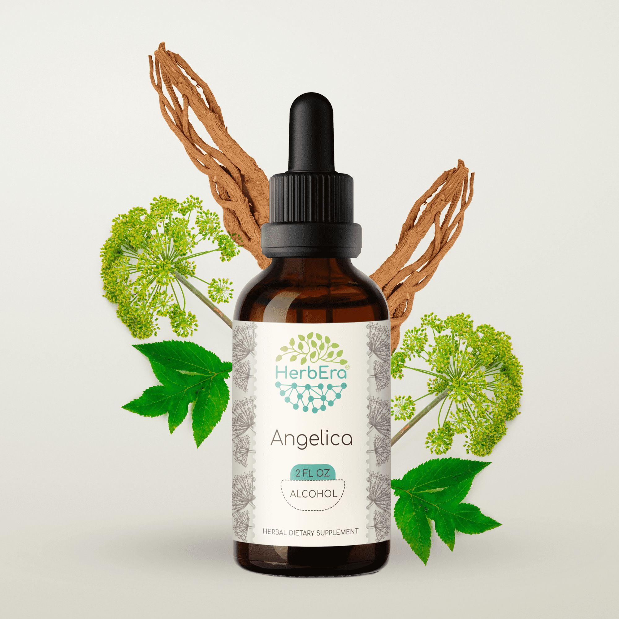 Angelica Alcohol Herbal Extract Tincture, Super-Concentrated Organic ...