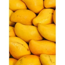 Malika Dwarf Cold Hardy MANGO TREE GRAFTED (2-4 Feet Tall) - Walmart.com