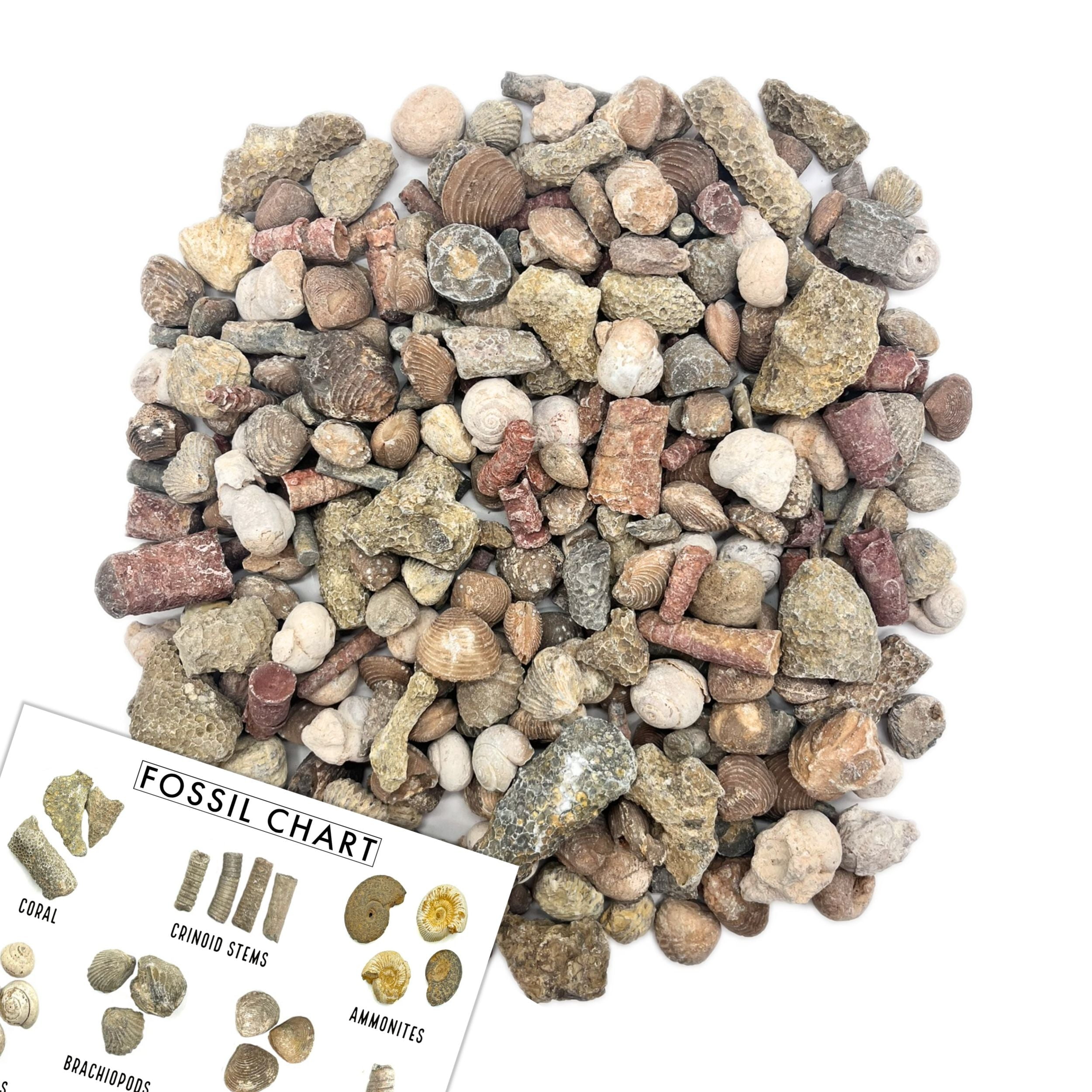 Fossil Mix | Bag of Genuine Fossils! - Walmart.com