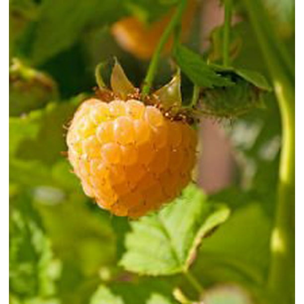 Kiwi Gold Raspberries. 1 Plant in a 4 inch Pot - Walmart.com