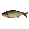 Magic Preserved Shad Bait 4 oz. – Natural Color - Walmart.com