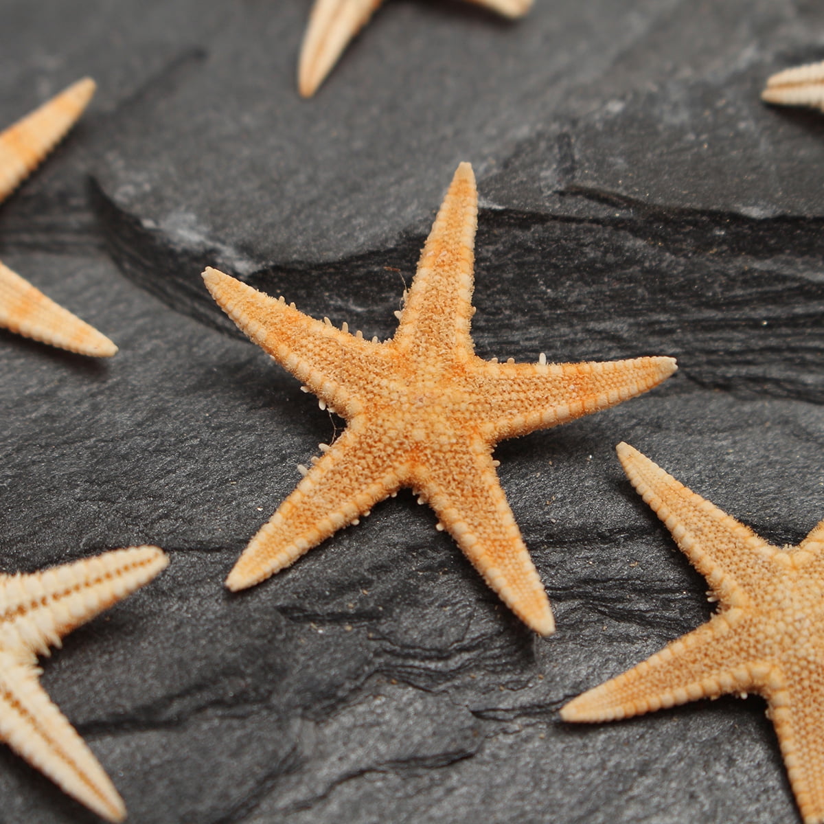 20pcs Natural Starfish Decorations Sea Star Crafts Decor For Micro ...