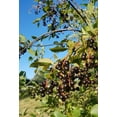 Chokecherry Seeds for Planting - 30 Seeds - Great for Jam or Syrup ...