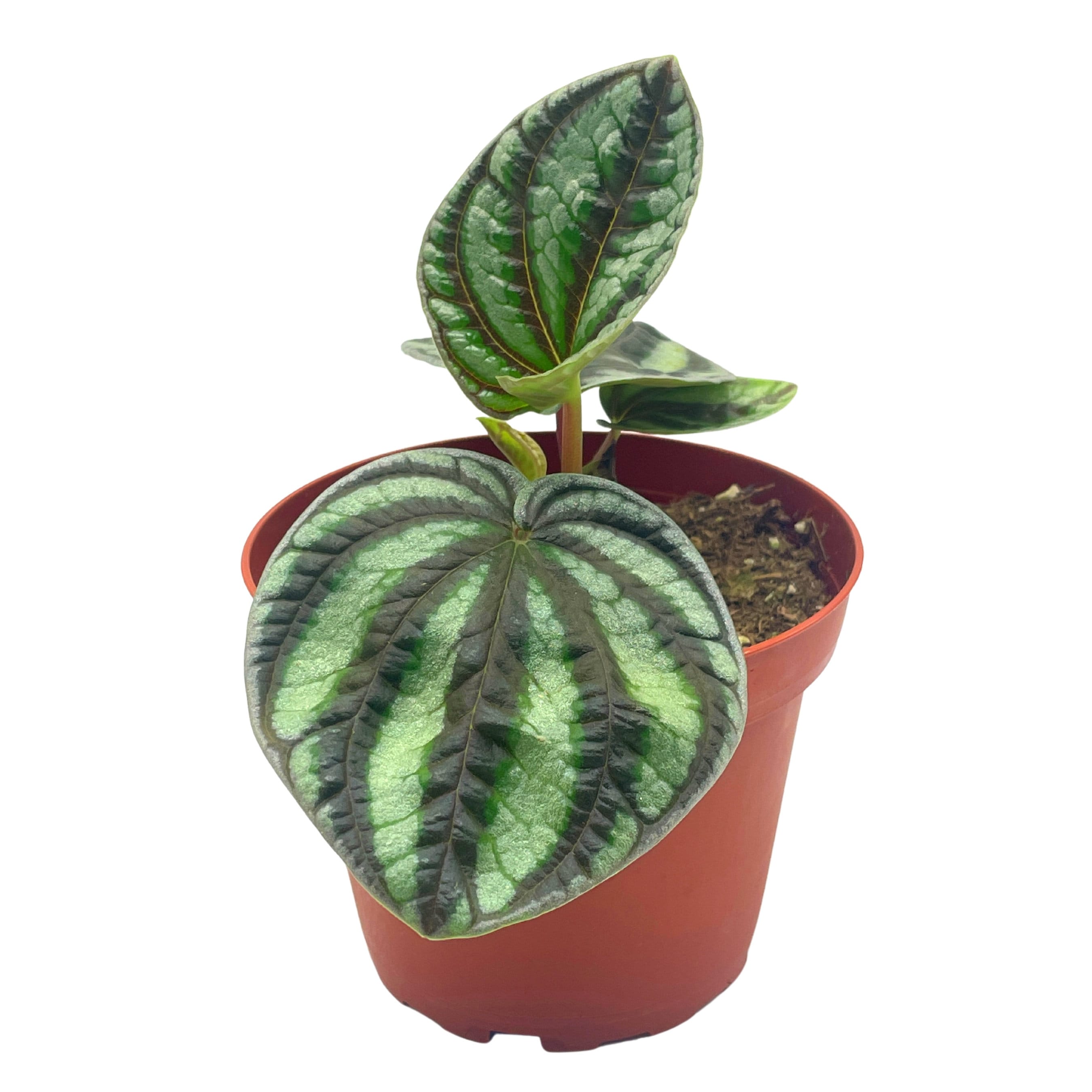 Peperomia Dragon Skin, 4 inch, Rare Pep, exotic house plant - Walmart.com