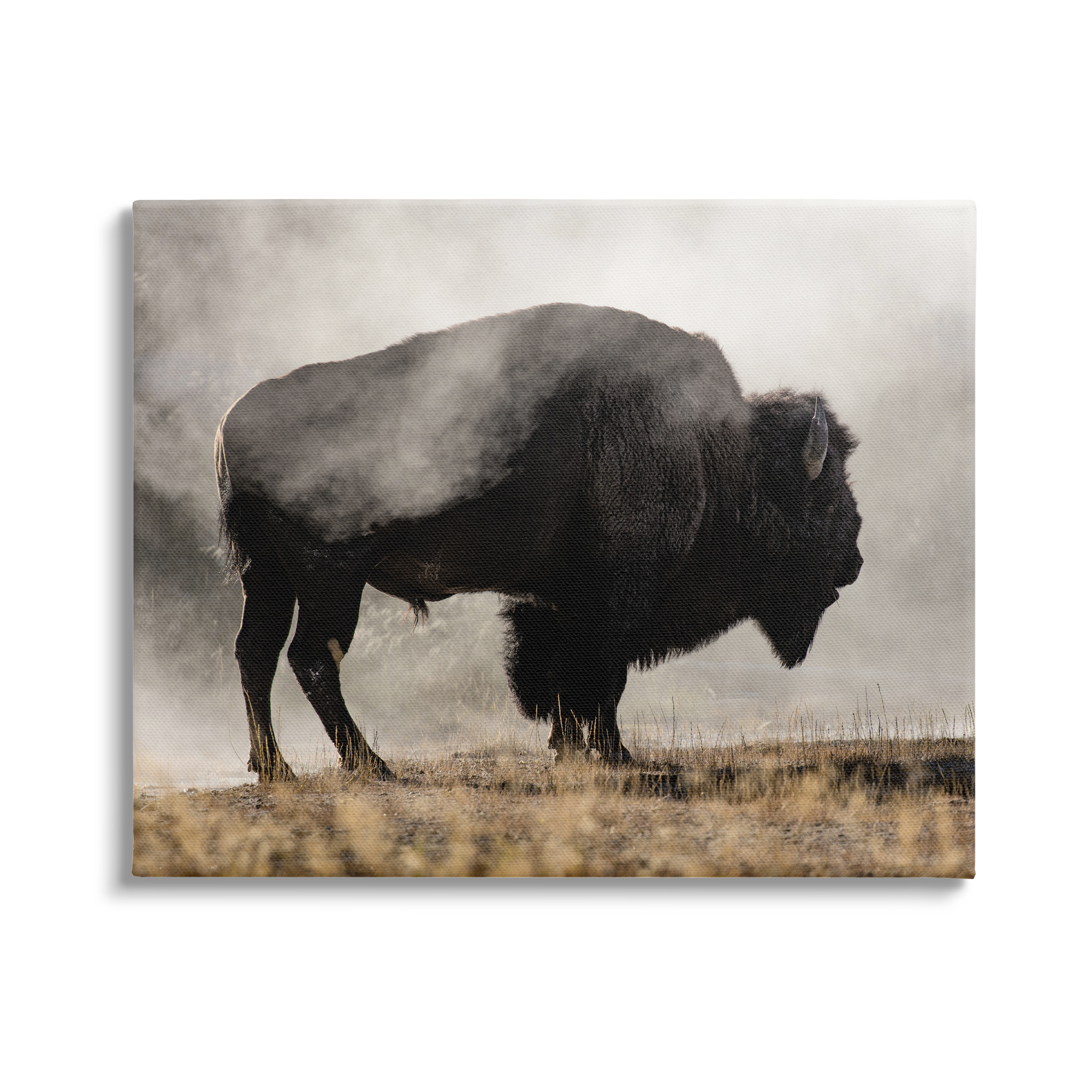 Stupell Industries Powerful Bison Grazing Foggy Rural Pasture ...