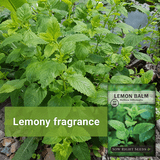 Lemon Balm Seeds for Planting - Non GMO Heirloom Varieties for your ...