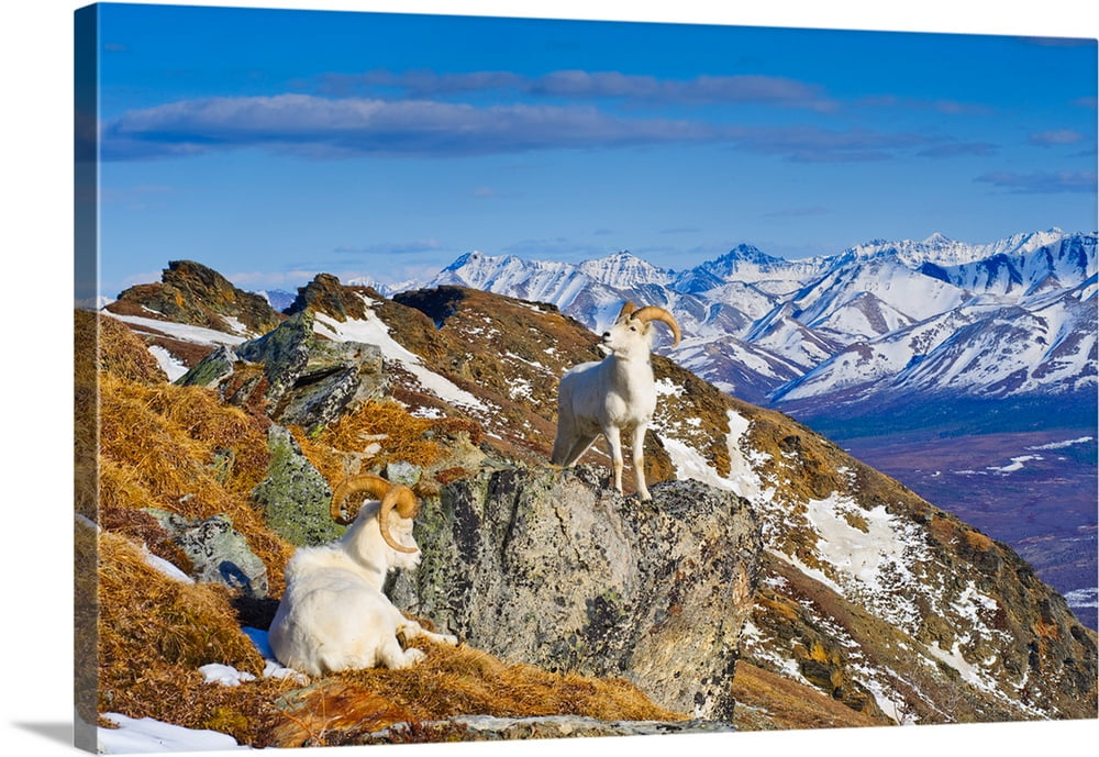 Great BIG Canvas | "Two Dall sheep rams resting on a ridge in Denali ...