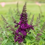 National Plant Network 3 gal. Buddleia Royal Razz Live Shrub Full ...