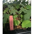 Chicago Hardy Fig Tree - Very Cold Hardy - Self Fertile - Live Plant ...