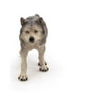 Papo Wild Animal Kingdom Figure, Grey Wolf - Walmart.com