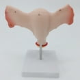 Anatomical Female Internal Reproductive Organ Ovary Model Realistic ...