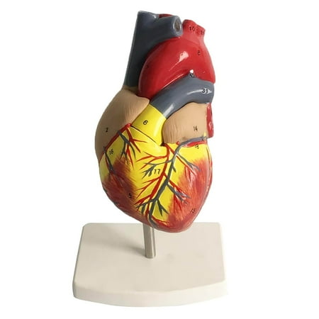 Human Lifesize Anatomical Emulational Heart Anatomy Cardiac model ...