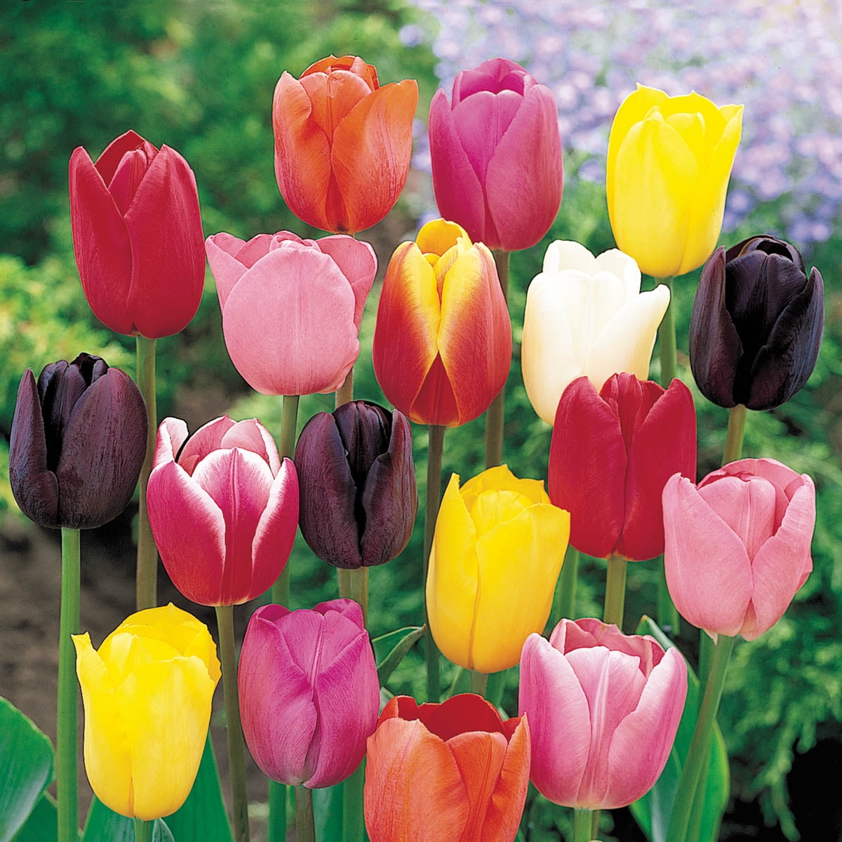 Van Bourgondien Multi-Colored Flowering Tulip Dormant Flower Bulb ...