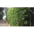 Golden Goddess Hedge Bamboo Plant - 1 Live Plant - Bambusa Multiplex ...