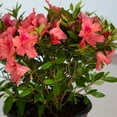 Encore Azalea Autumn Coral (1 Gallon) Coral Pink Flowering Shrub - Full ...