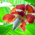 Banana Plant Live, Ornamental Zebrina Banana Tree Live Plant, Hardy ...
