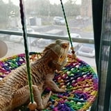 Yirtree Reptile Hammock Hand Woven Strong Load-bearing Gecko Lizard ...