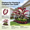 Rare Large Elephant ear for Planting--sun-loving, heat-tolerant ...