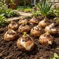 Bold Tropical Elephant Ear, Stylish Accent for Lawns & Pathways, Ideal ...