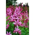 10 RED GAS PLANT Fragrant Fire Plant Dictamnus Albus Ruber Flower Seeds ...