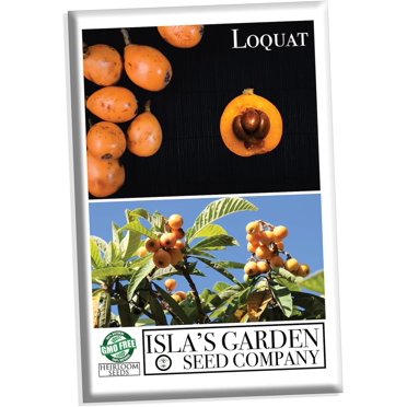 Lovell Peach Tree Seeds for Planting, (Prunus persica), 2 Heirloom ...