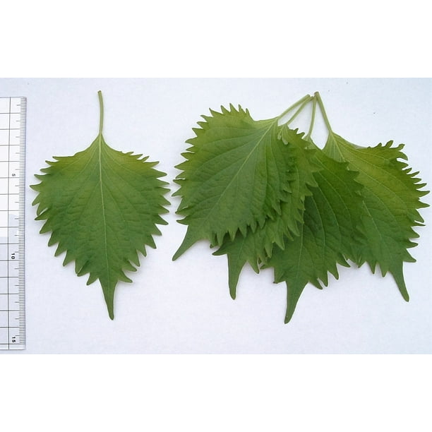 300 GREEN SHISO aka PERILLA Frutescens Ornamental Herb Seeds Green ...