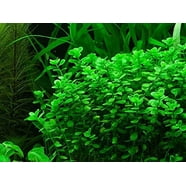 Java Moss - Easy Live Fresh Water Aquatic Plant for Fish Tank, Floating ...