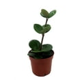 Hope Peperomia - Easy Houseplant - 2.5" Pot - Walmart.com