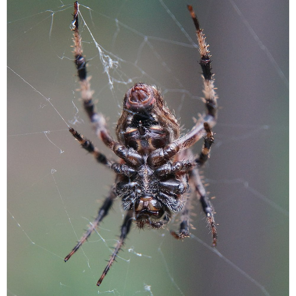 Spider Arachnid Wolf Spider Wolf Spider Underside-20 Inch By 30 Inch ...