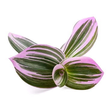 BubbleBlooms Pink Tradescantia Nanouk, Live Indoor Real House Small ...