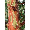 10 PACIFIC MADRONE TREE Bearberry Red Arbutus Menziesii Oregon Laurel ...