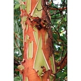 10 PACIFIC MADRONE TREE Bearberry Red Arbutus Menziesii Oregon Laurel ...