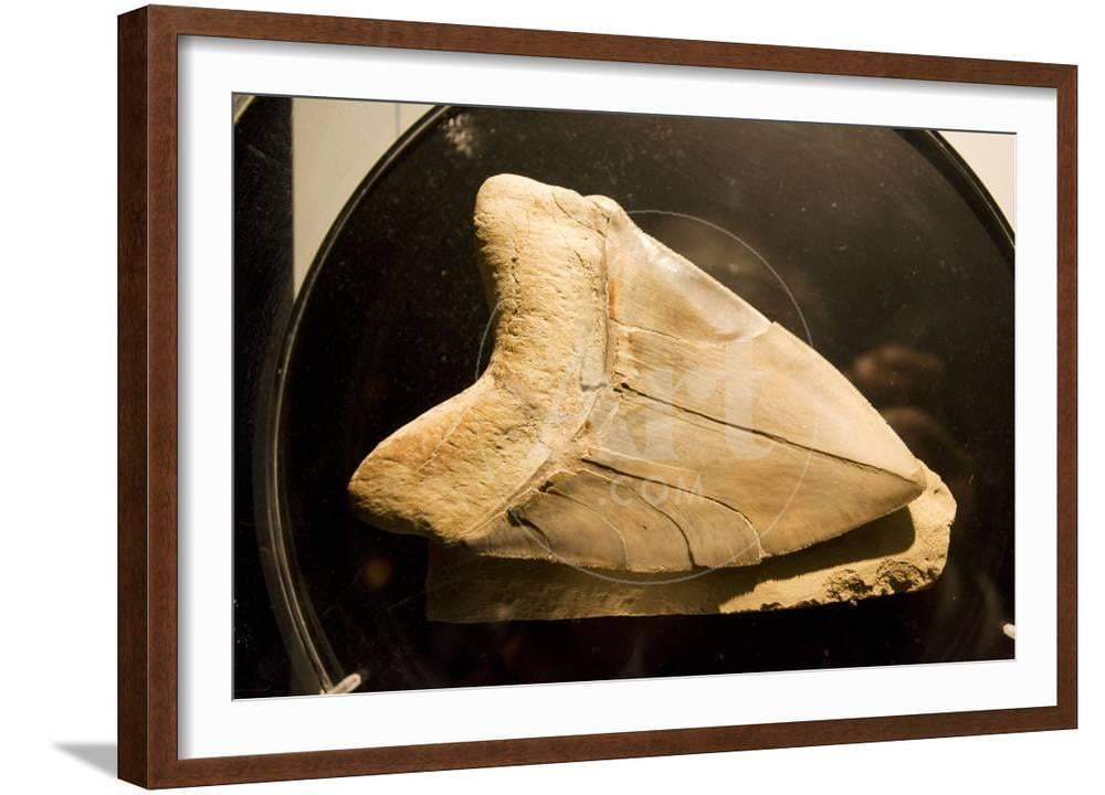 Fossil Tooth of Megalodon or Megatooth Shark Oceanopolis, Animals ...