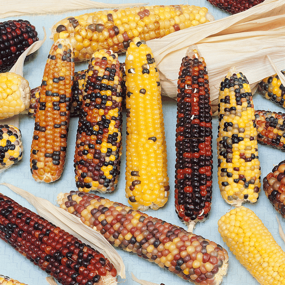 Everwilde Farms - 1/4 Lb Rainbow Ornamental Corn Seeds - Gold Vault ...