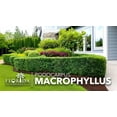 Podocarpus Macrophyllus Japanese Yew 50 Live Plants Podocarpus ...