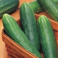 Burpee Organics Double Yield Cucumber Seeds - Non-GMO, Slicing Cucumber ...