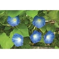 Burpee Heavenly Blue Morning Glory Seeds 150 seeds - Walmart.com