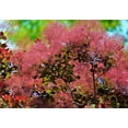 Smoke Tree Seeds for Planting - 40 Seeds to Grow of Cotinus coggygria ...