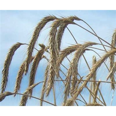 Winter Rye Seeds - 25 Lbs Bulk - Non-GMO Rye Grain Cover Crop Seeds ...