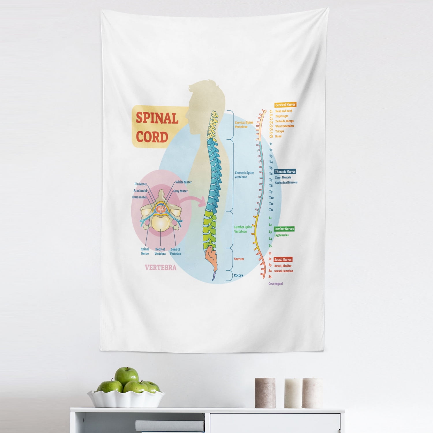 Anatomy Tapestry, Biology Human Spinal Cord Infographic Colorful ...