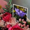 3drose, Woodland Crocus, Germany., 6 Greeting Cards with Envelopes ...