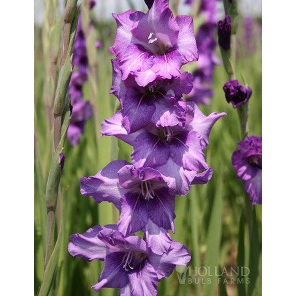 Blue Isle Large Flowering Gladiolus - Walmart.com - Walmart.com