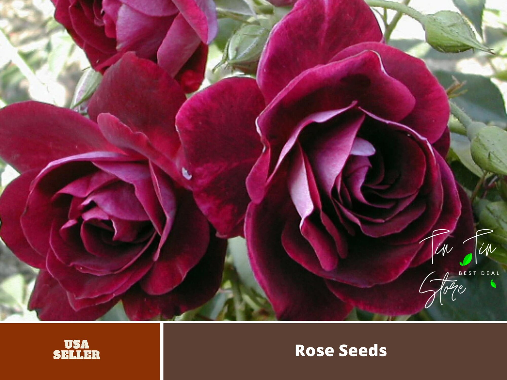 30 Rare Seeds| Rose seeds Burgunry Climbing Rose Red Rosa, Authentic ...