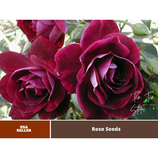 30 Rare Seeds| Rose seeds Burgunry Climbing Rose Red Rosa, Authentic ...