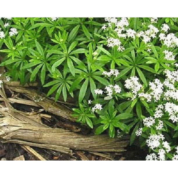 20 SWEET WOODRUFF ASPERULA Galium Odoratum Shade White Flower Seeds ...