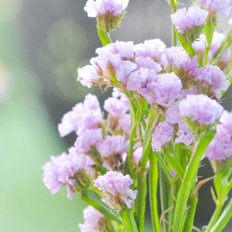 Statice Flower Seeds
