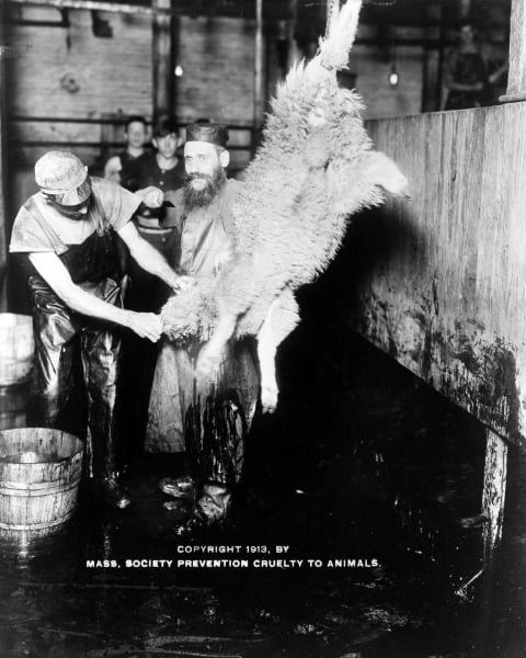 Print: As A Lamb To The Slaughter, 1913 - Walmart.com