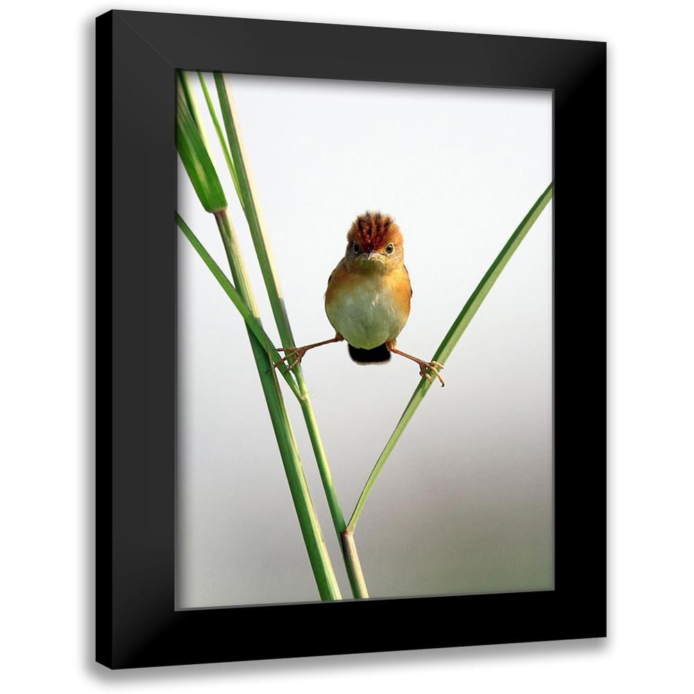 Gunawan, Lina 13x18 Black Modern Framed Museum Art Print Titled - Kung ...